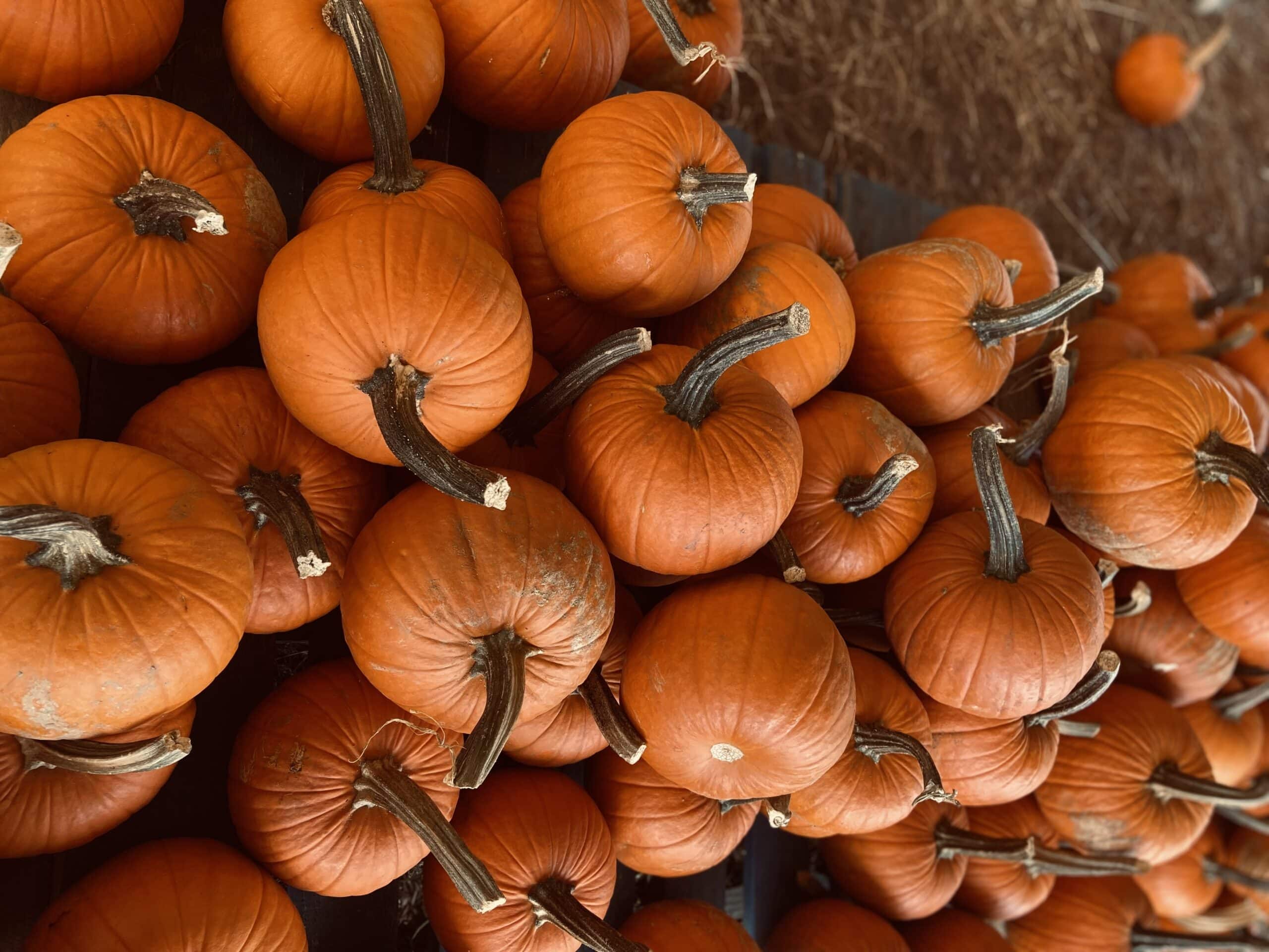 Make Your Fall More Festive with 5 Kid-Friendly Grand Strand ...